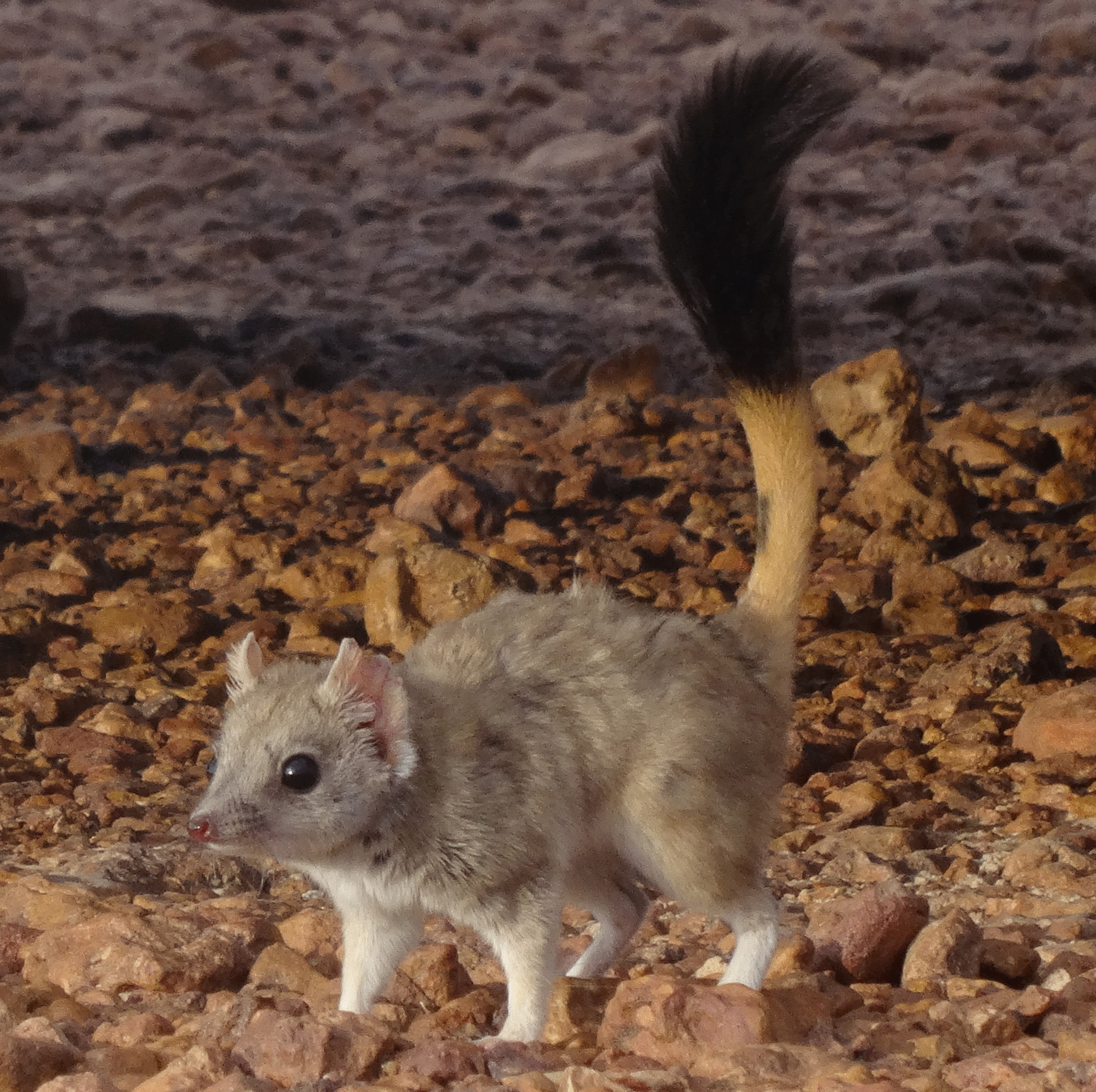 Kowari - Team Kowari